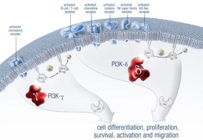Targeting Heme Malignancies Animation - CAST PHARMA