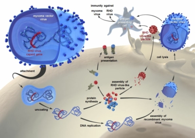 Medical illustrations, pharma infographics, and graphical abstracts ...